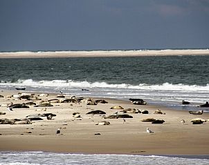 Vakantiehuizen op Texel huren of kopen? Wadden-vakantiehuis.nl